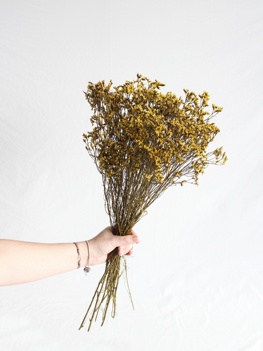 Limonium Statice - Yellow – Wandering Willow NZ