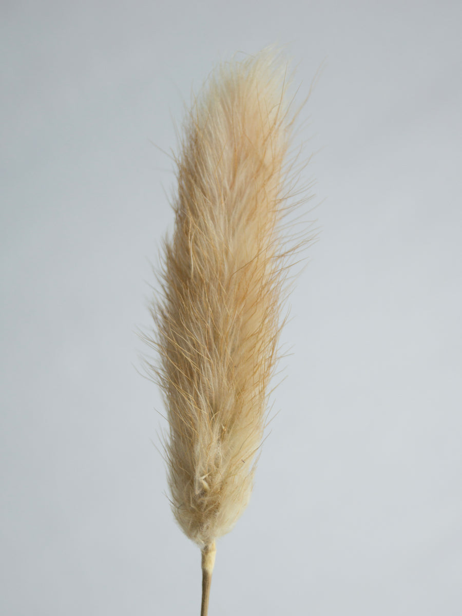 Bunny Tails - Natural – Wandering Willow NZ