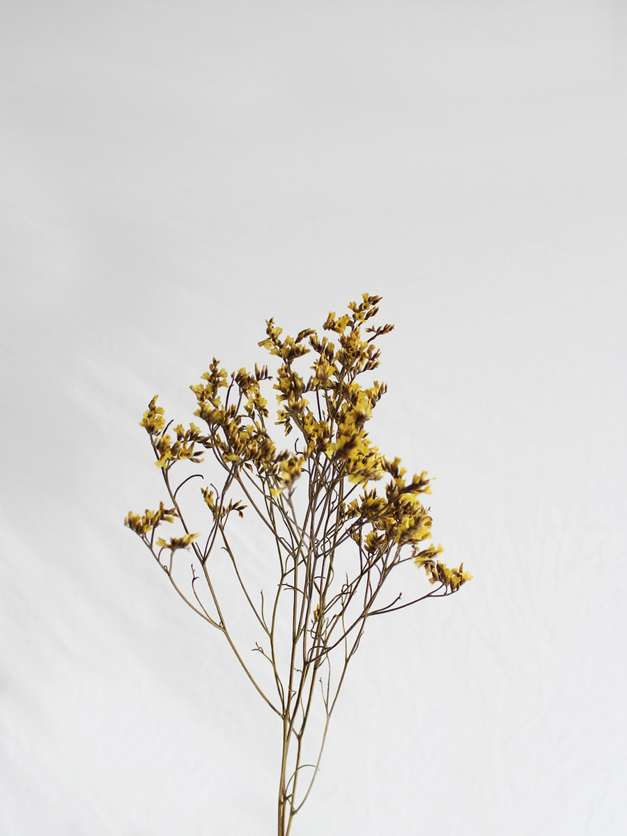 Limonium Statice - Yellow – Wandering Willow NZ
