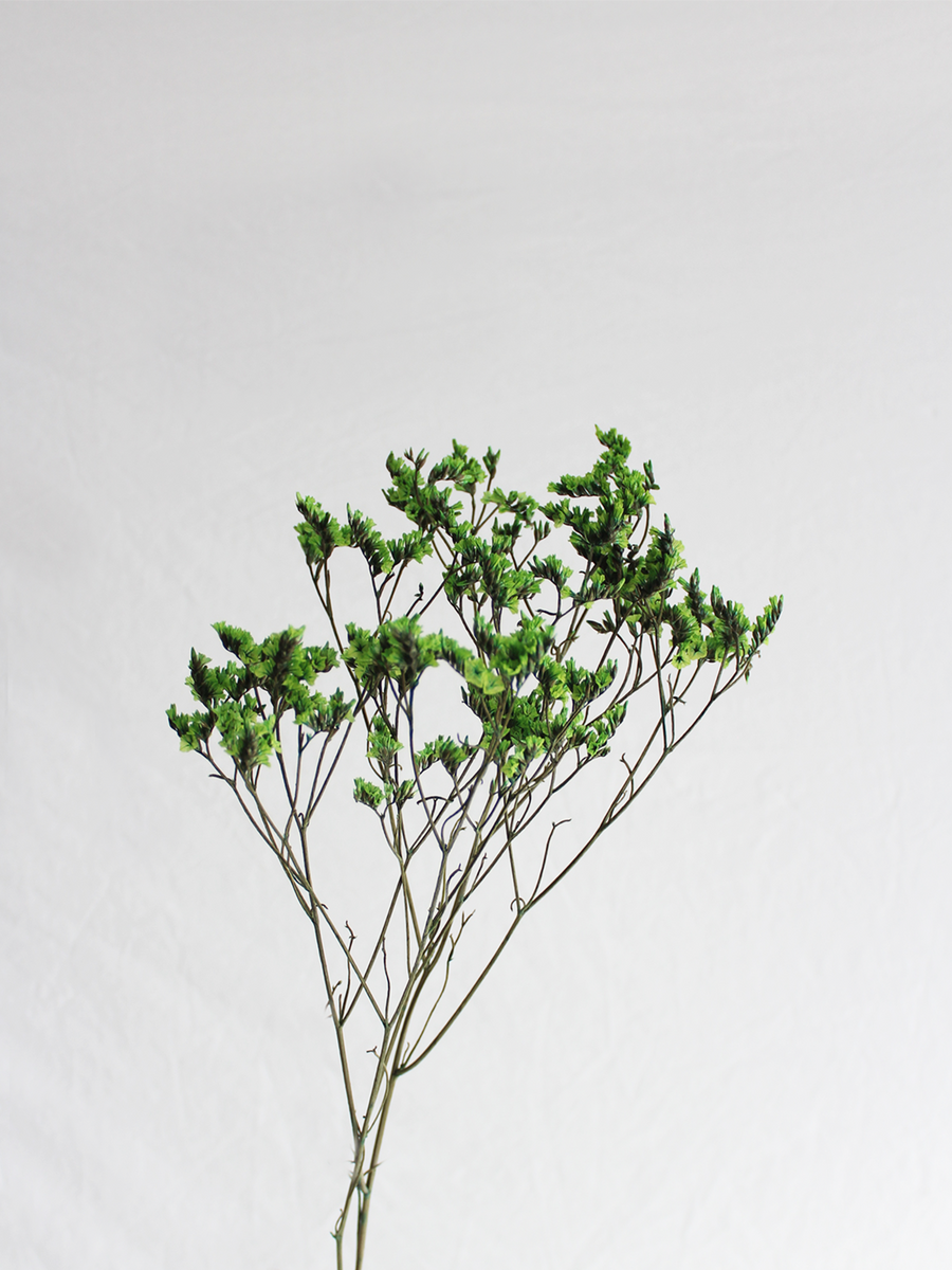 Limonium Statice - Green – Wandering Willow NZ