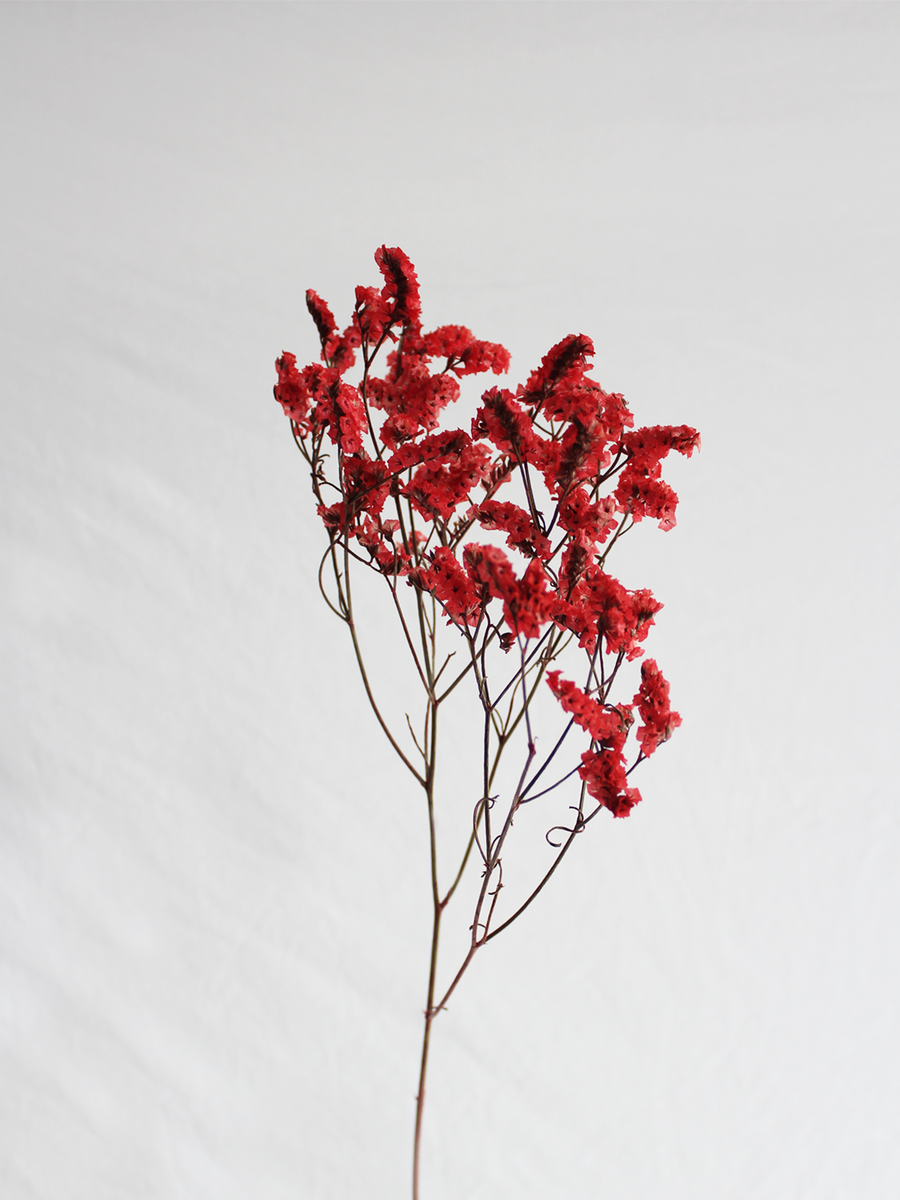 Limonium Statice - Red – Wandering Willow NZ
