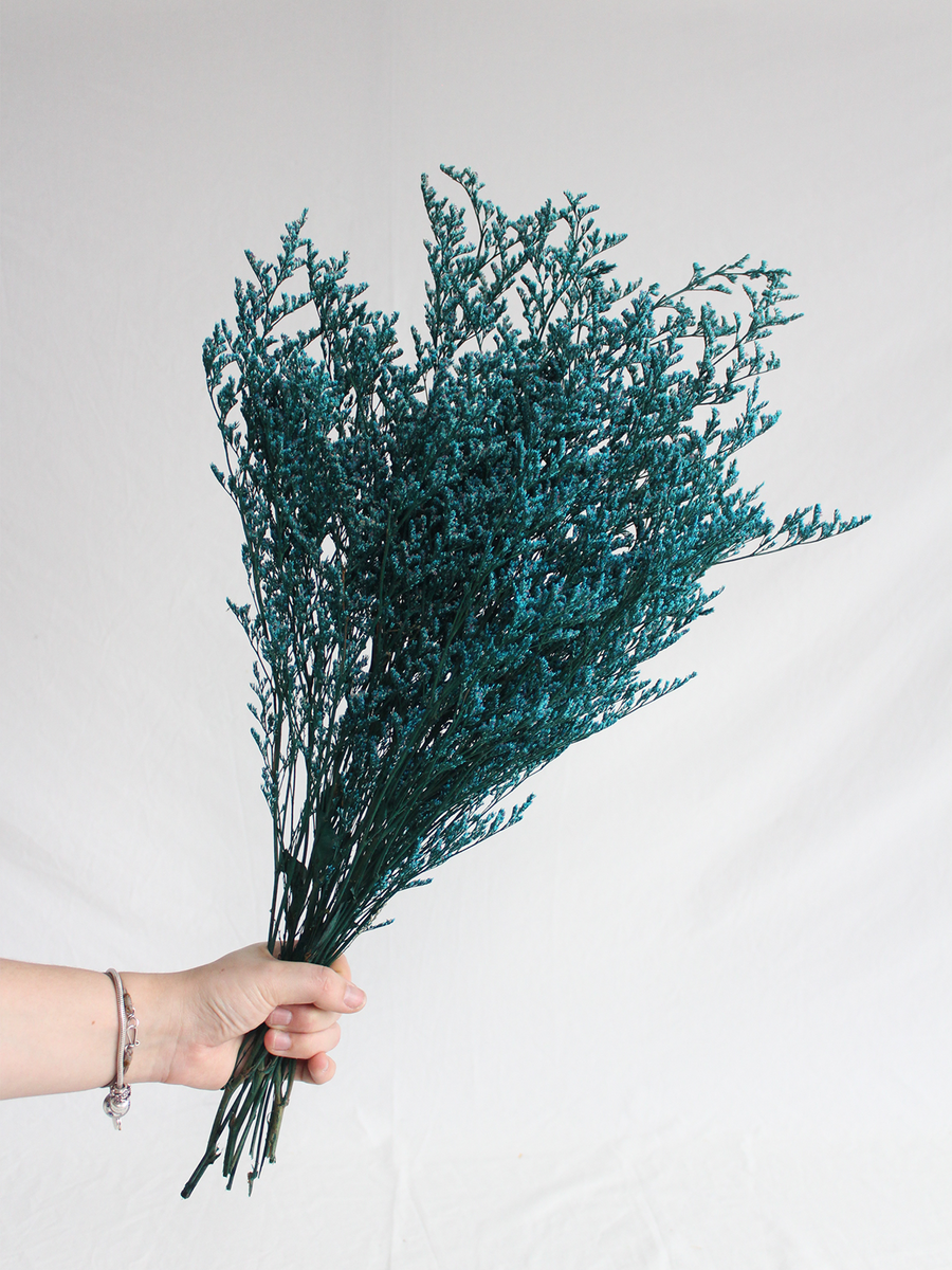 Limonium - Blue – Wandering Willow NZ