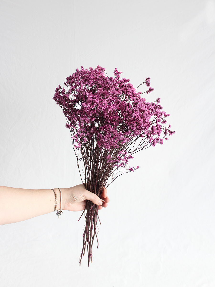 Limonium Statice - Pink – Wandering Willow NZ