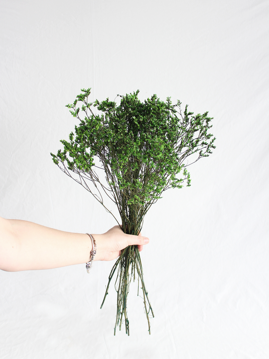 Limonium Statice - Green – Wandering Willow NZ