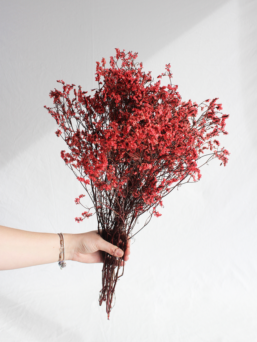 Limonium Statice - Red – Wandering Willow NZ