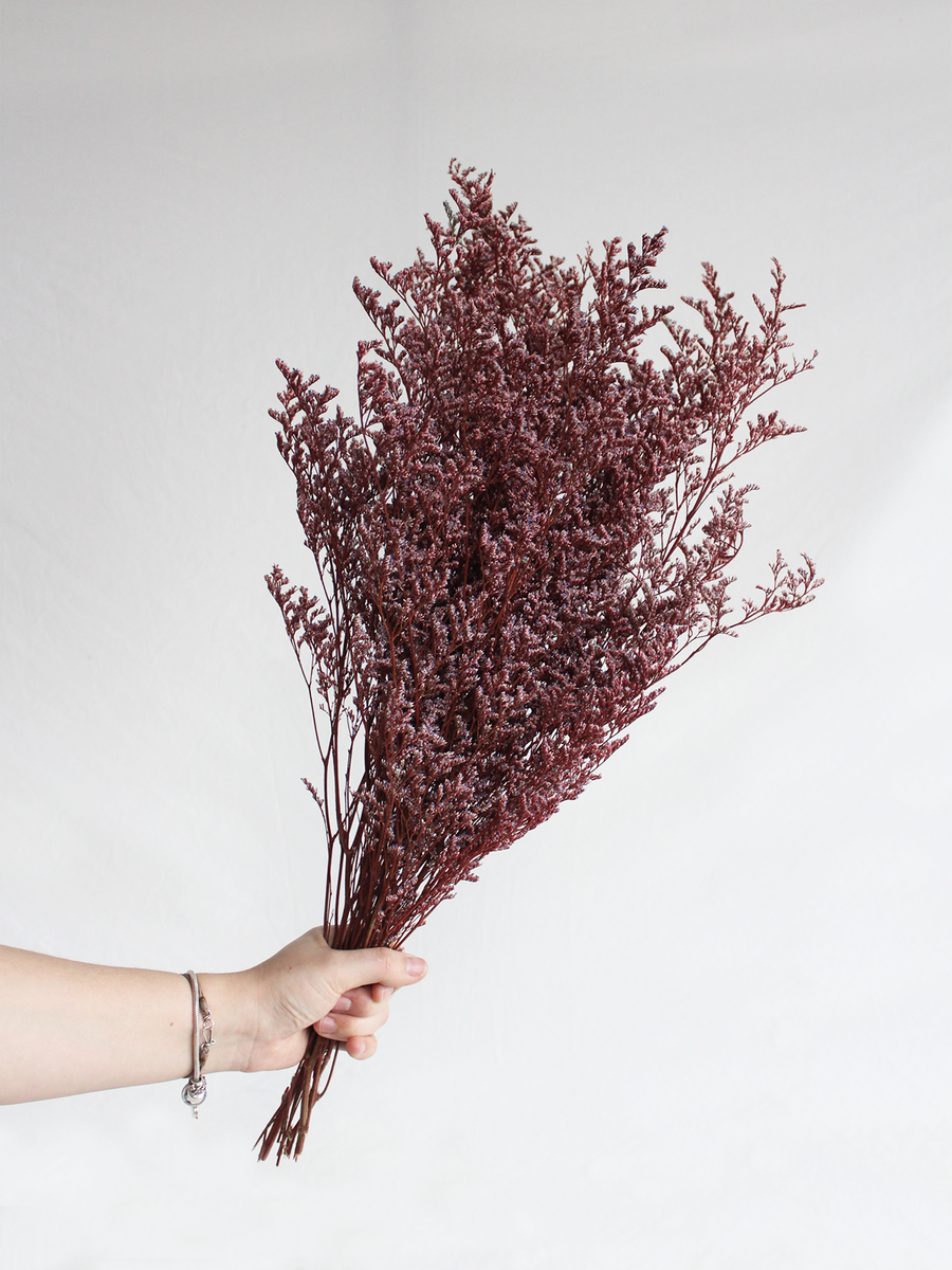 Limonium - Pink – Wandering Willow NZ