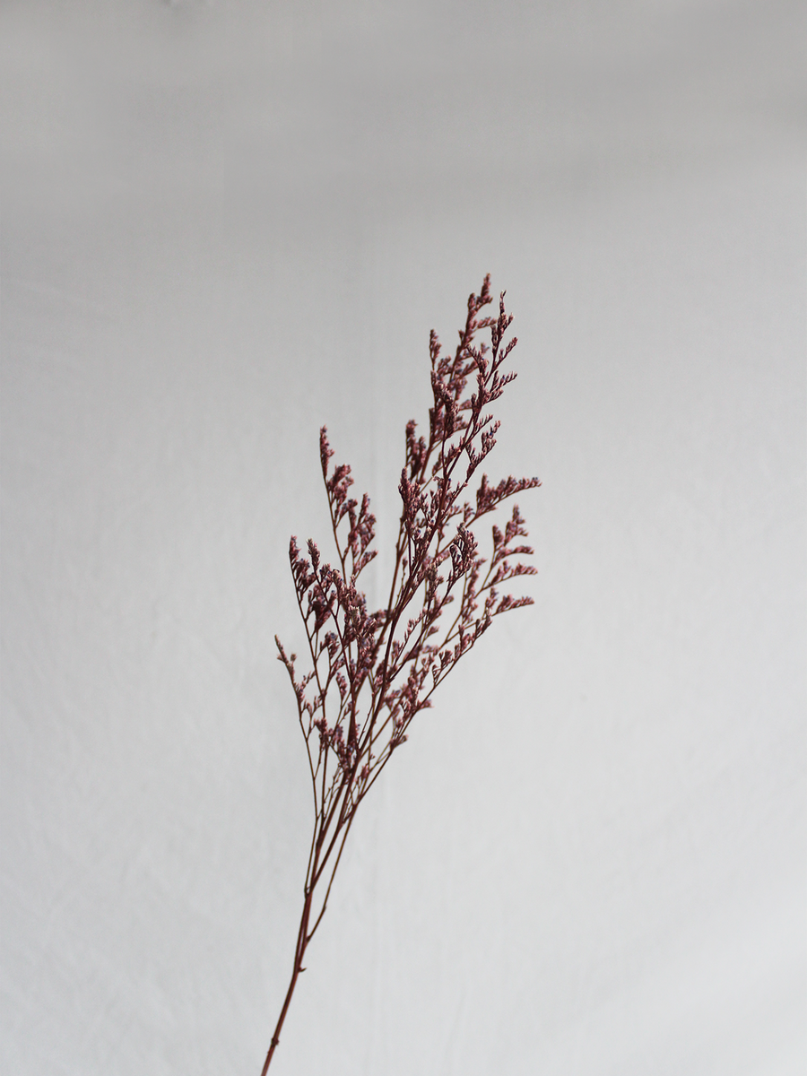 Limonium - Pink – Wandering Willow NZ