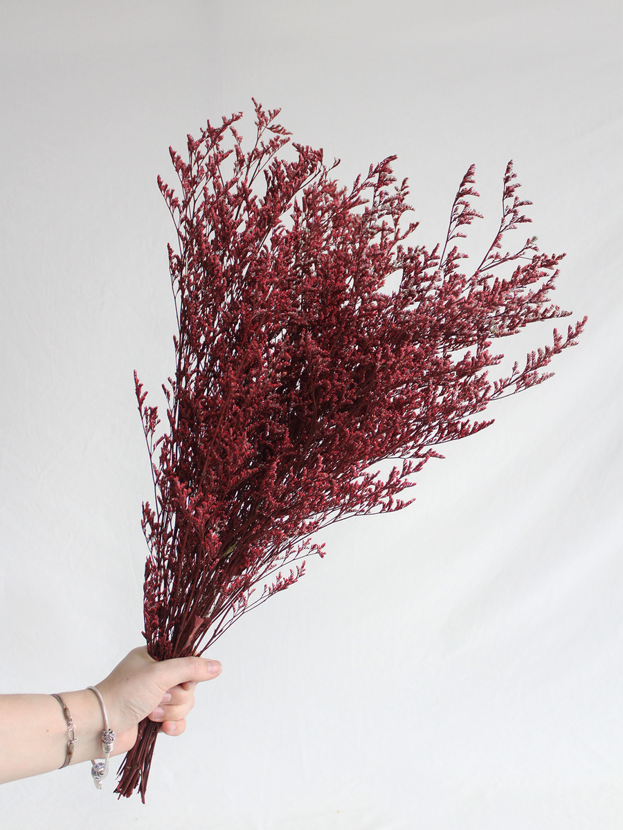 Limonium - Red – Wandering Willow NZ