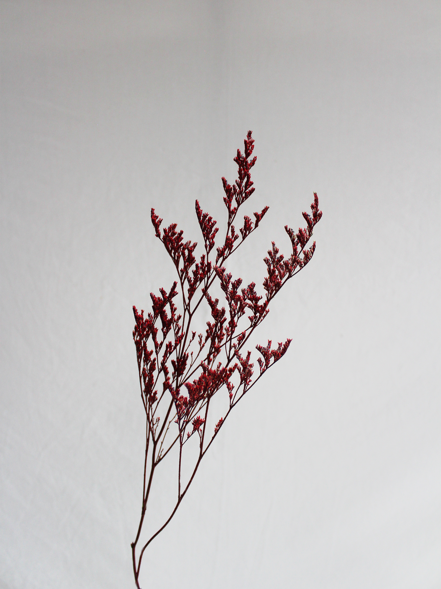 Limonium - Red – Wandering Willow NZ