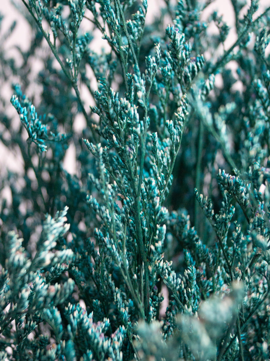 Limonium - Blue – Wandering Willow NZ