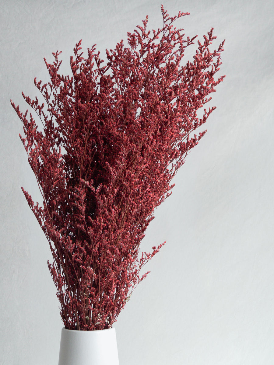 Limonium - Red – Wandering Willow NZ