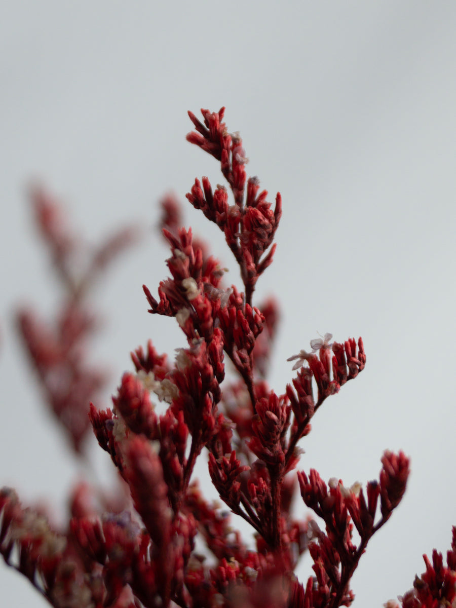 Limonium - Red – Wandering Willow NZ
