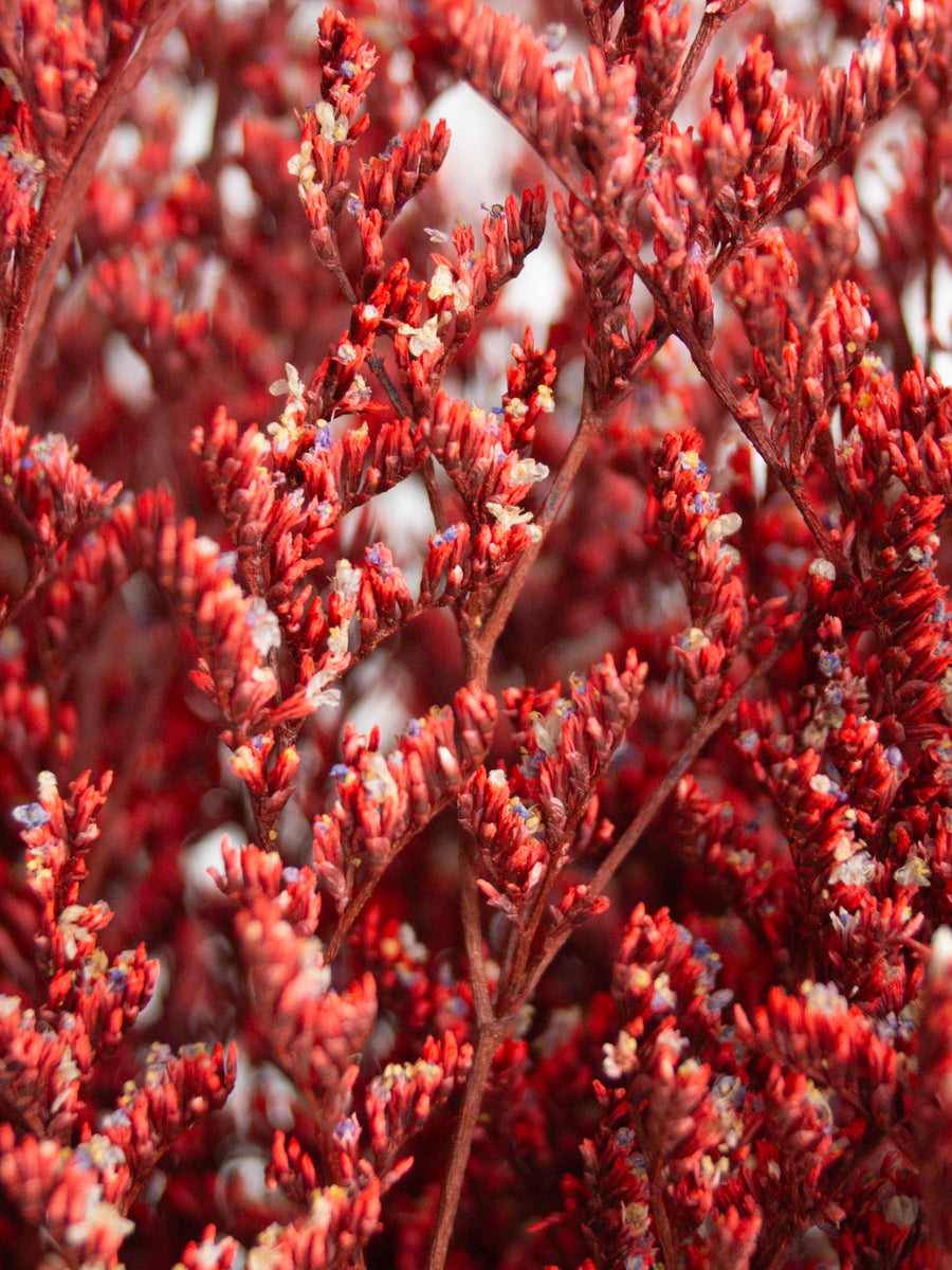 Limonium - Red – Wandering Willow NZ
