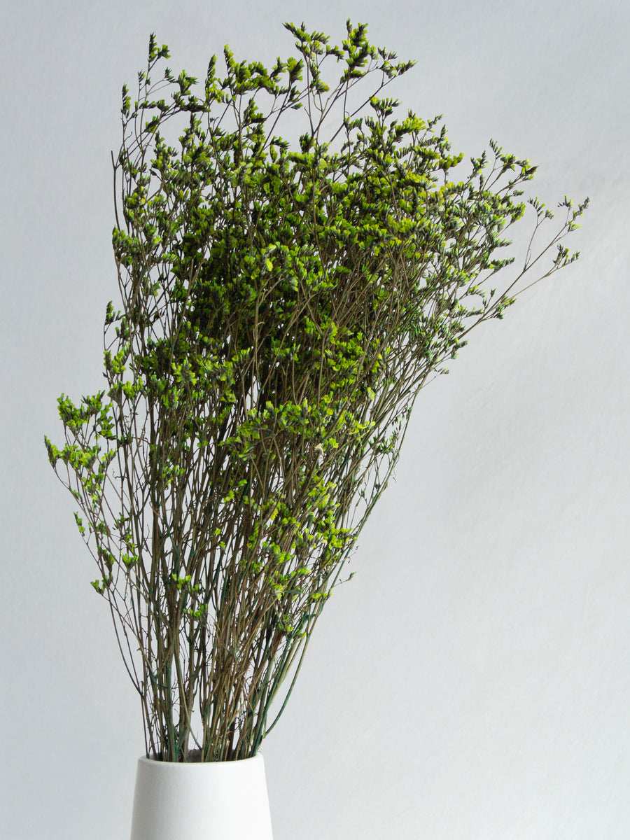 Limonium Statice - Green – Wandering Willow NZ