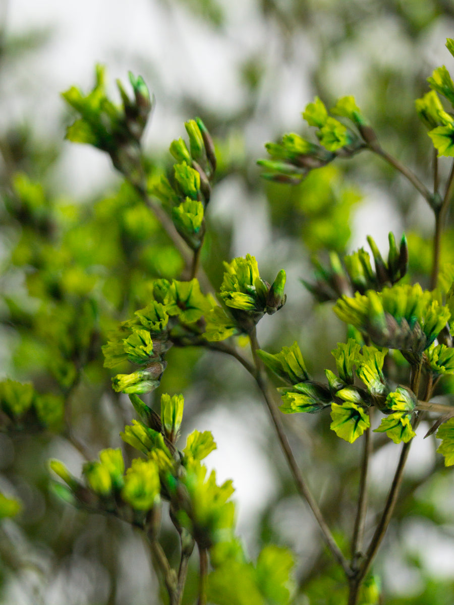 Limonium Statice - Green – Wandering Willow NZ