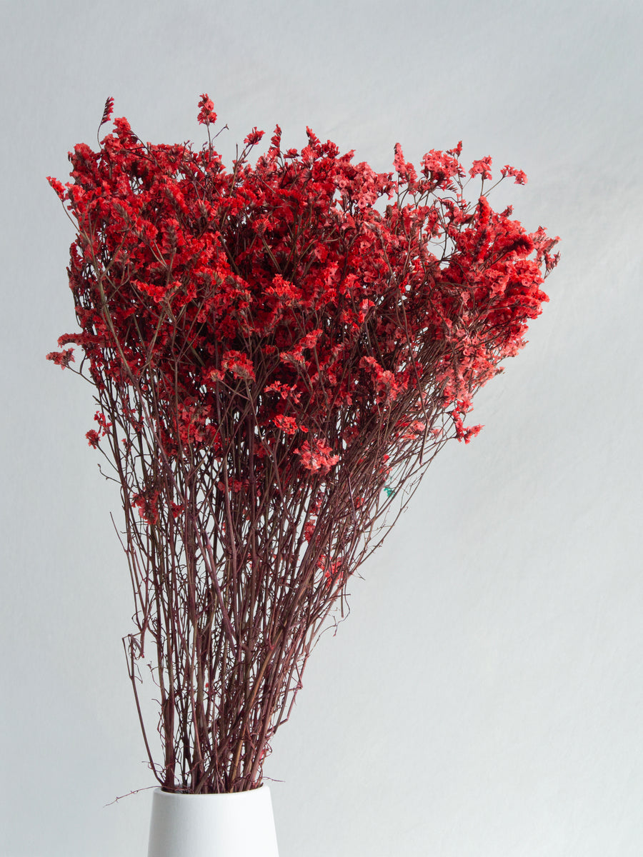 Limonium Statice - Red – Wandering Willow NZ