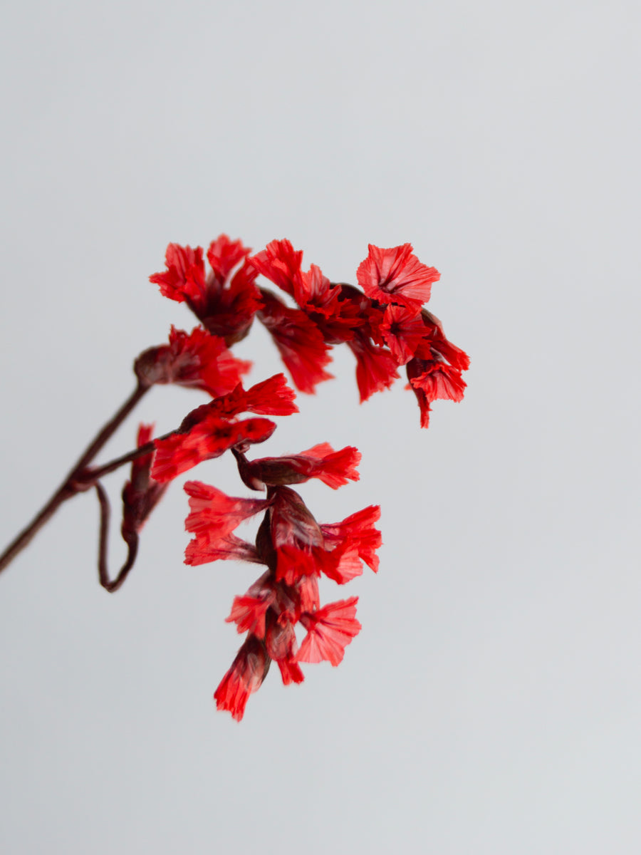 Limonium Statice - Red – Wandering Willow NZ