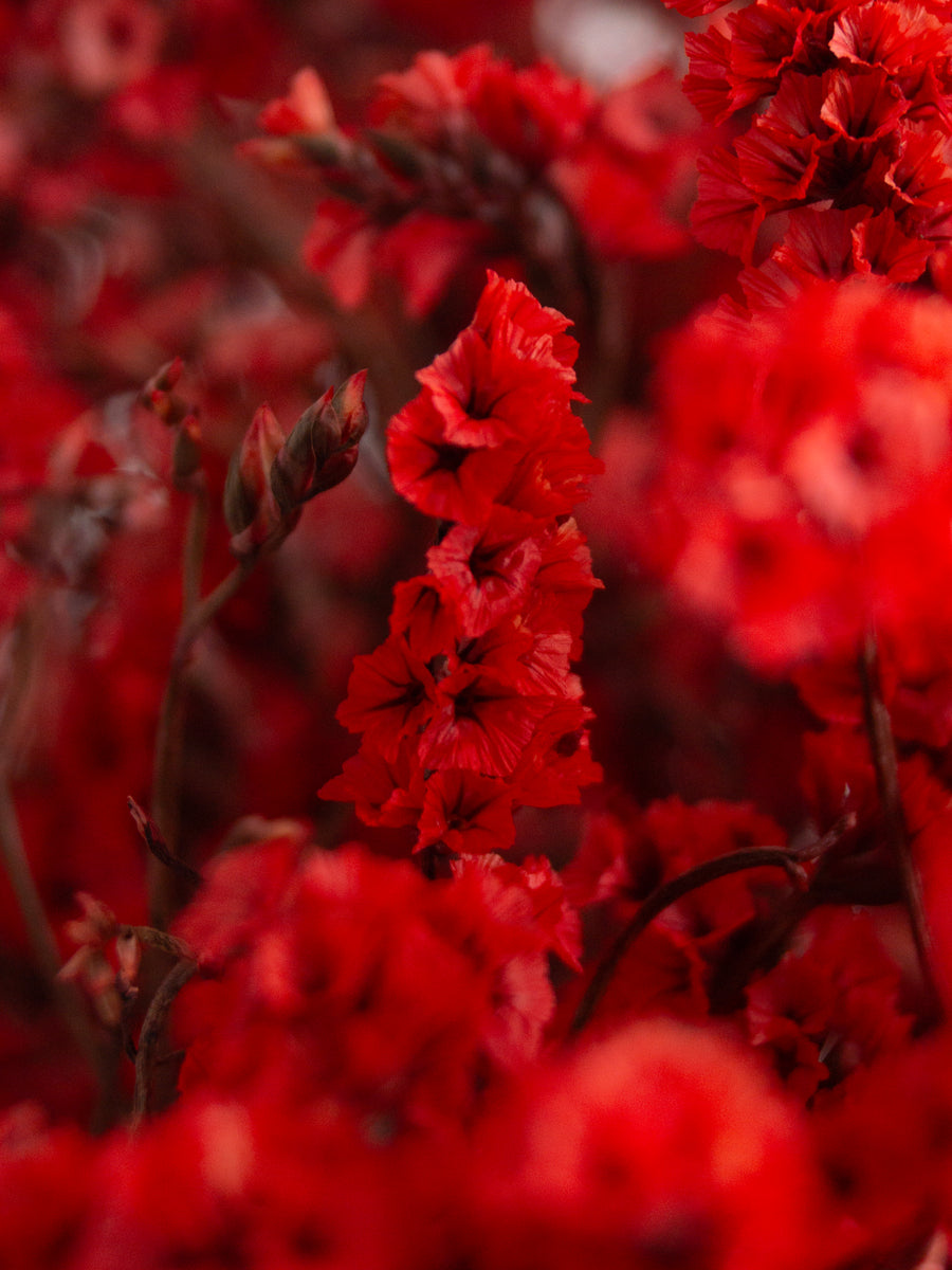Limonium Statice - Red – Wandering Willow NZ