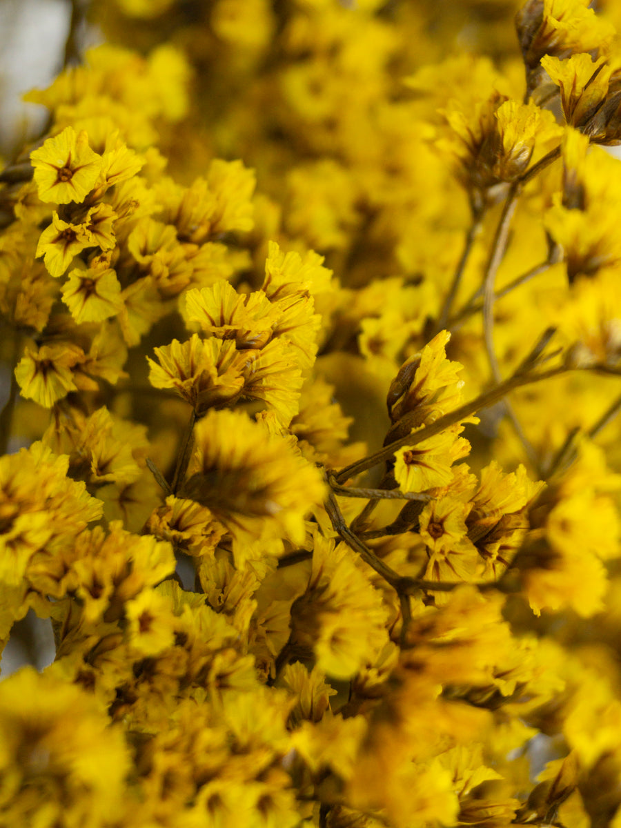 Limonium Statice - Yellow – Wandering Willow NZ