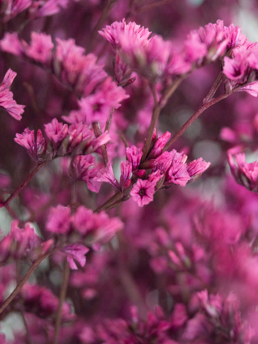 Limonium Statice - Pink – Wandering Willow NZ