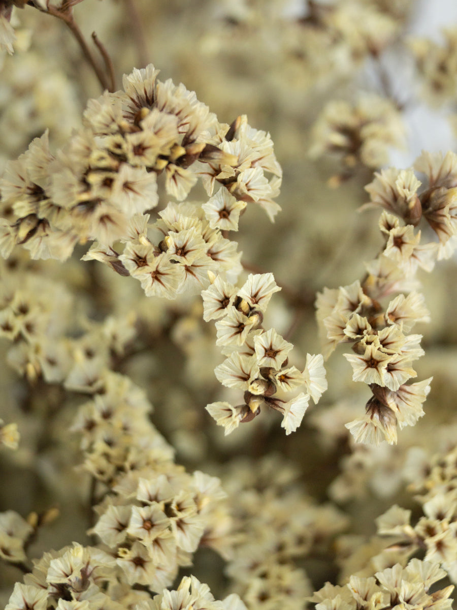 Limonium Statice - Soft Yellow – Wandering Willow NZ