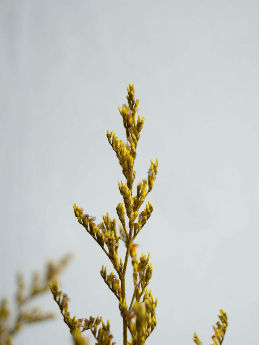 Limonium - Yellow – Wandering Willow NZ