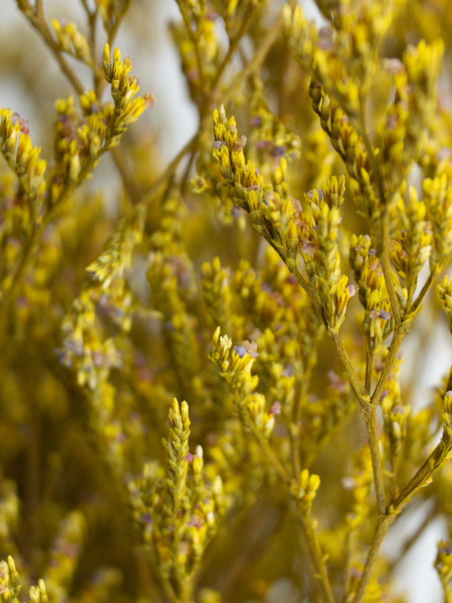 Limonium - Yellow – Wandering Willow NZ