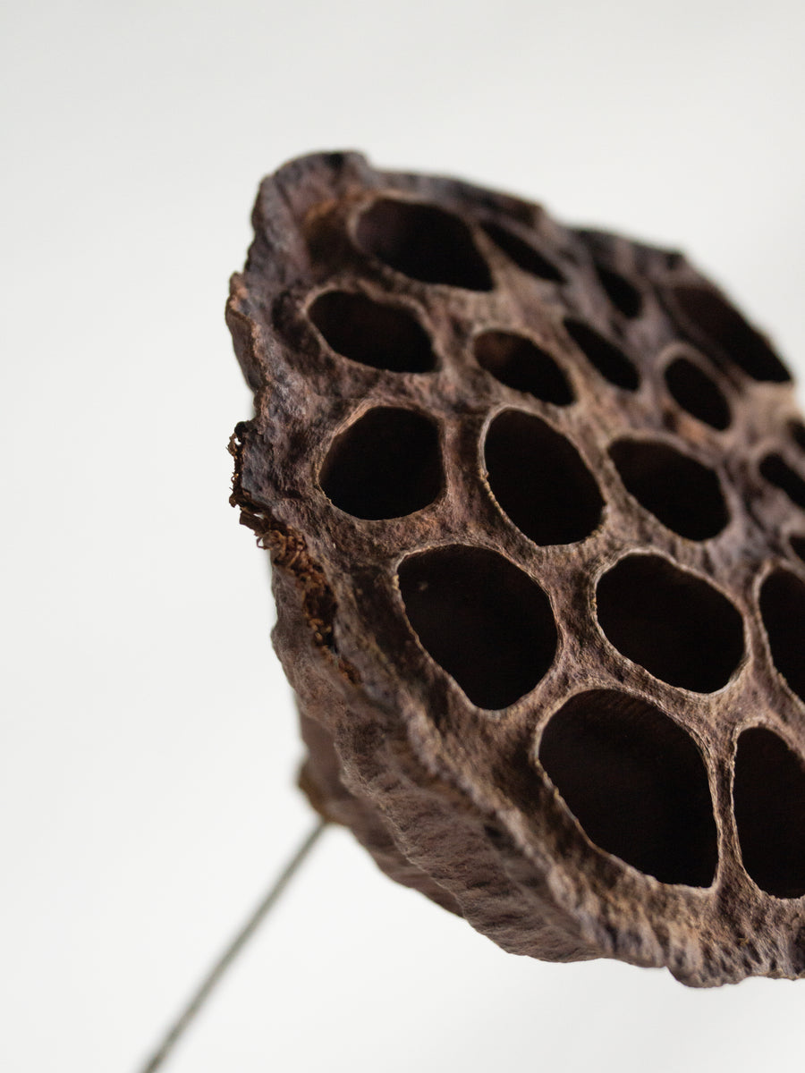 Lotus Pods - L Size – Wandering Willow NZ