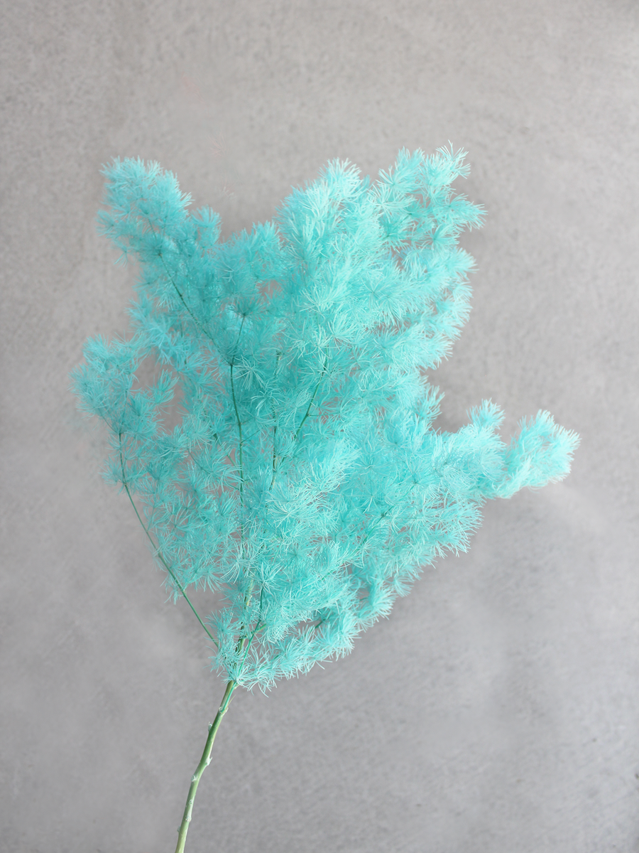 Ming Fern - Blue – Wandering Willow NZ