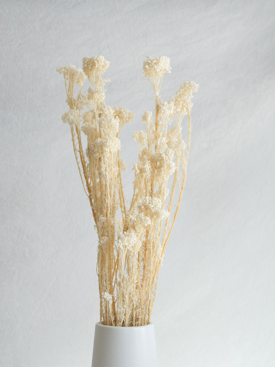 Preserved Rice Flower - White – Wandering Willow NZ