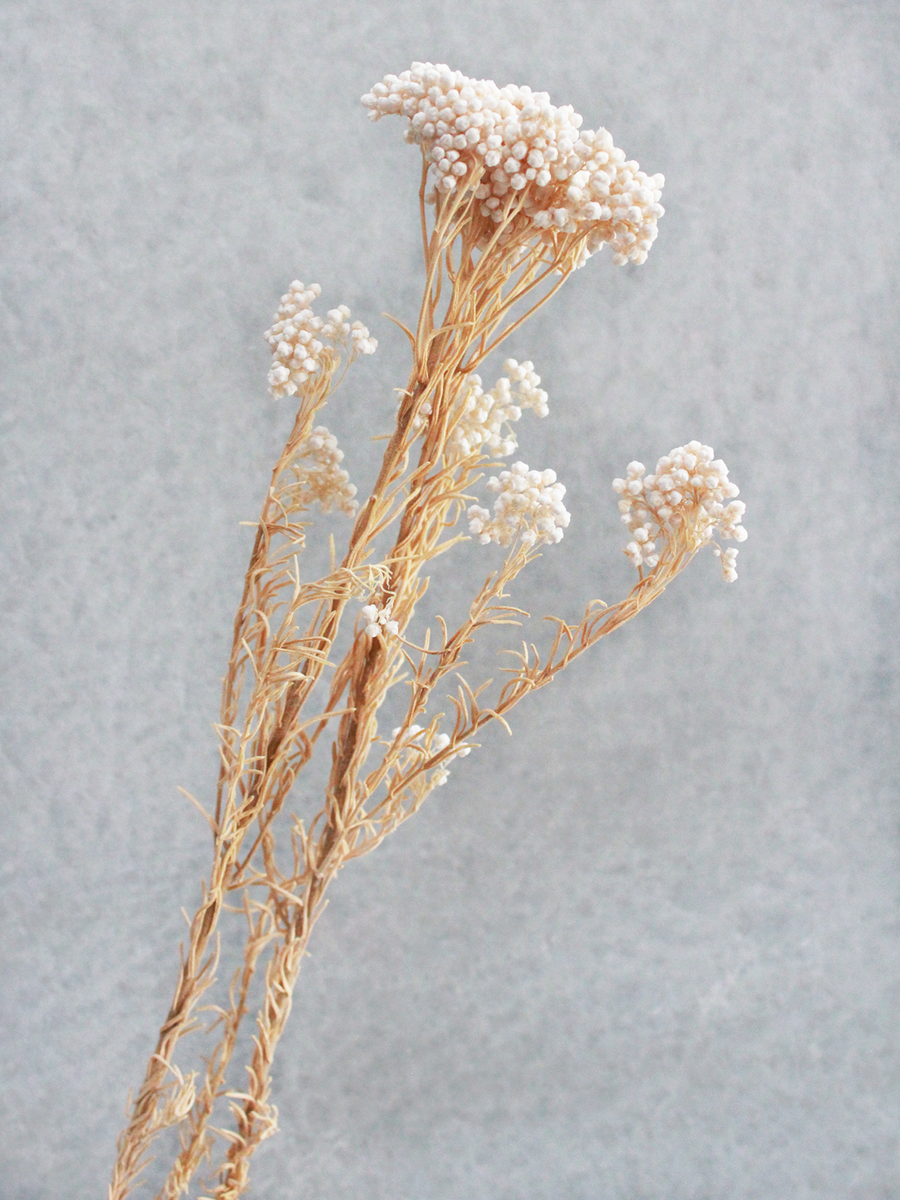 Preserved Rice Flower - White – Wandering Willow NZ