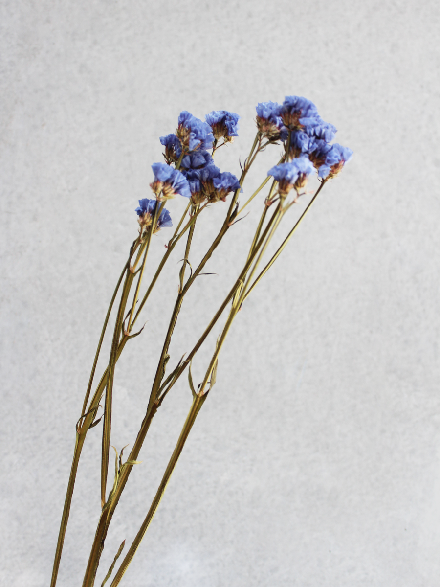 Statice - Blue – Wandering Willow NZ